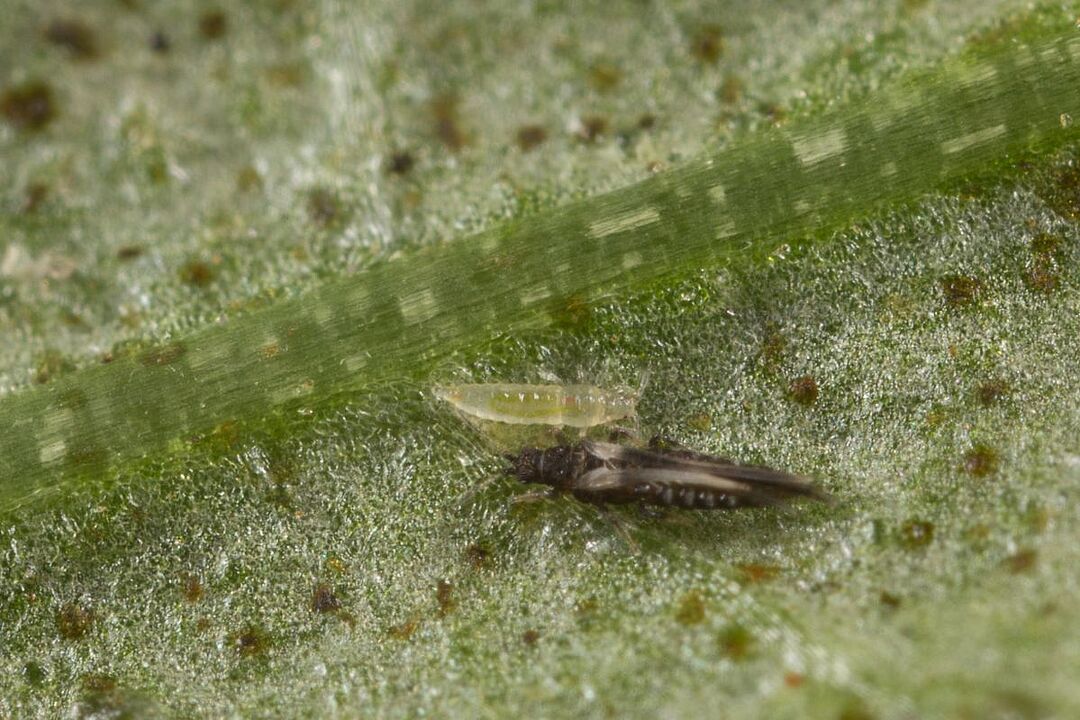 thrip eggs under microscope