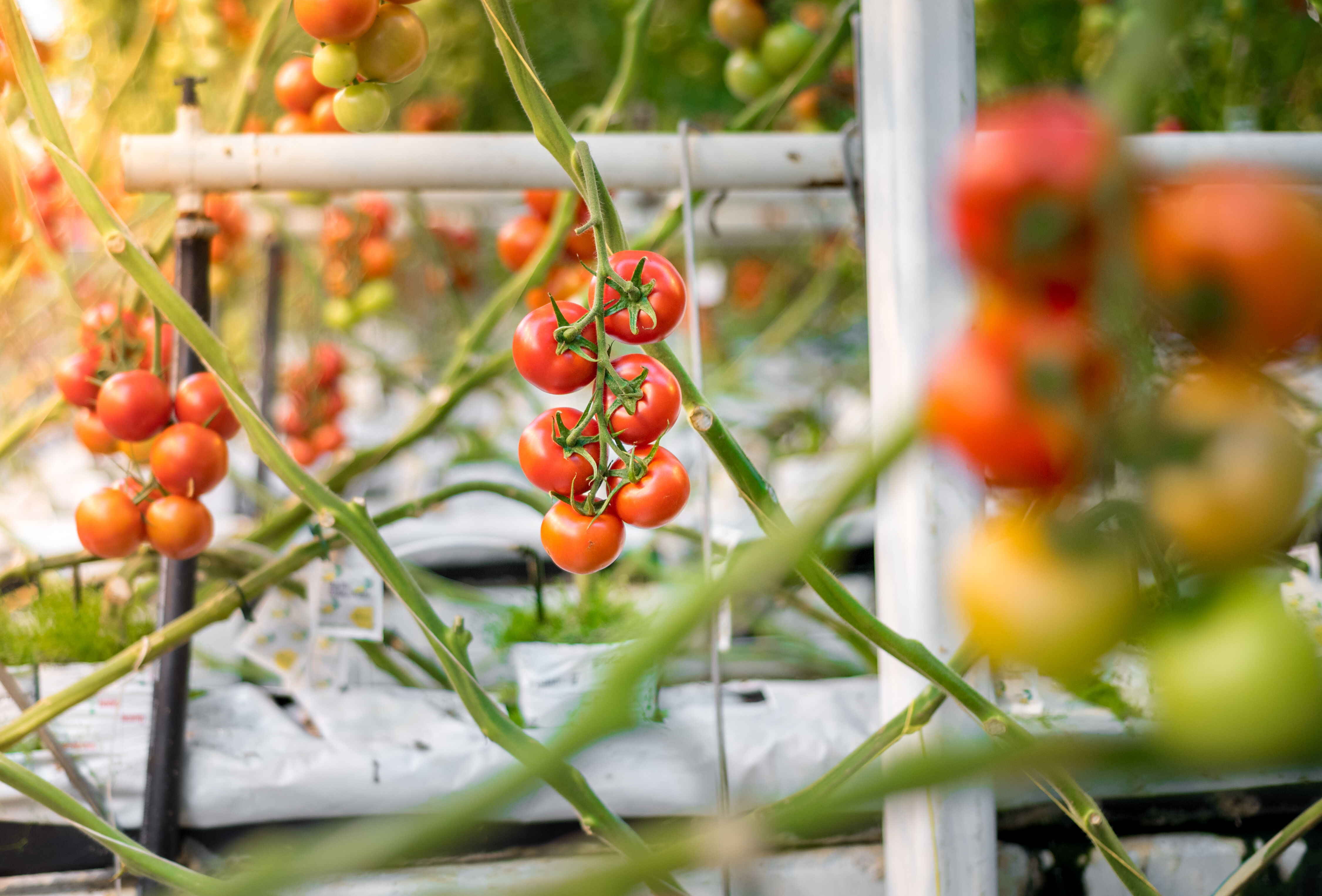 Tomato - Pests, Diseases, Biological control and Pollination