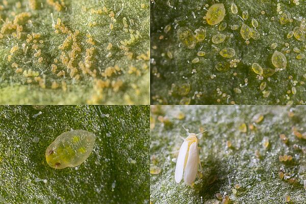 White Fly Eggs Greenhouse Whitefly | NC State Extension Publications