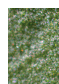 Spidex Vital - Trial Results | Koppert Canada