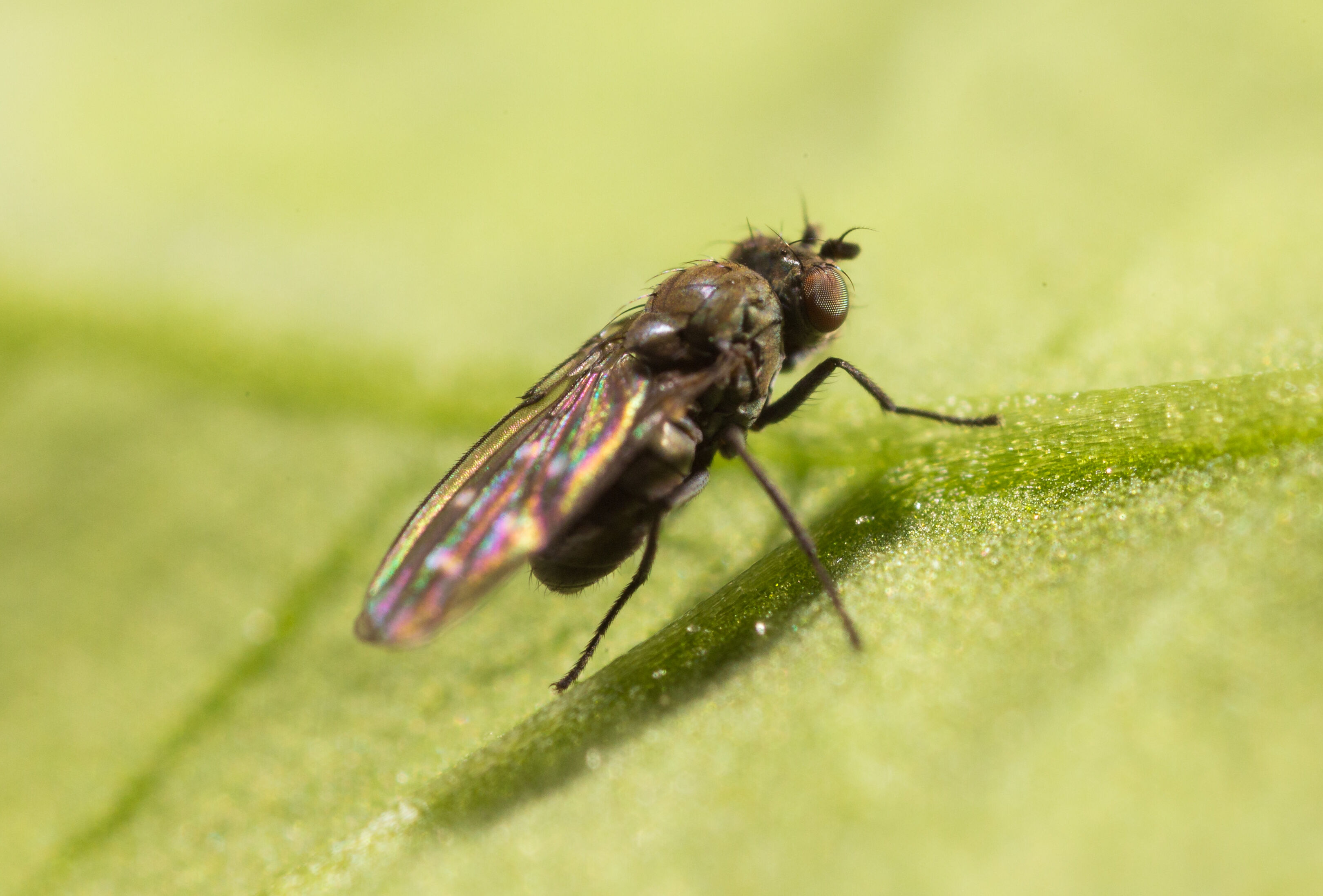 Shore fly - Biocontrol, Damage and Life Cycle