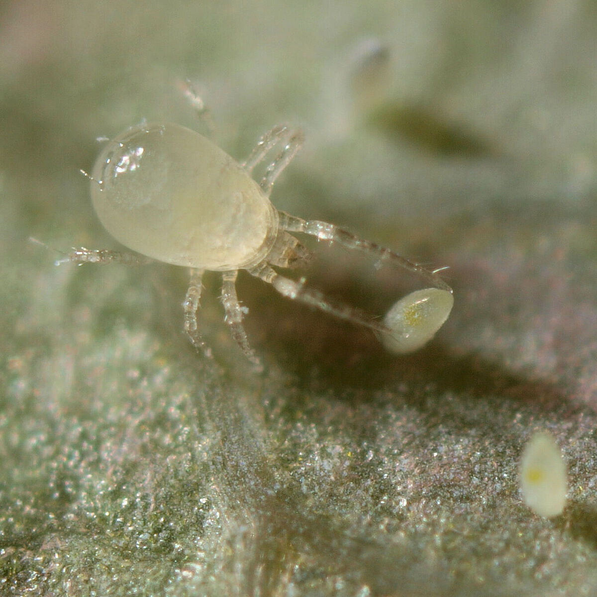 Limonica Ulti-Mite | Control Thrips and Whitefly | Predatory Mites