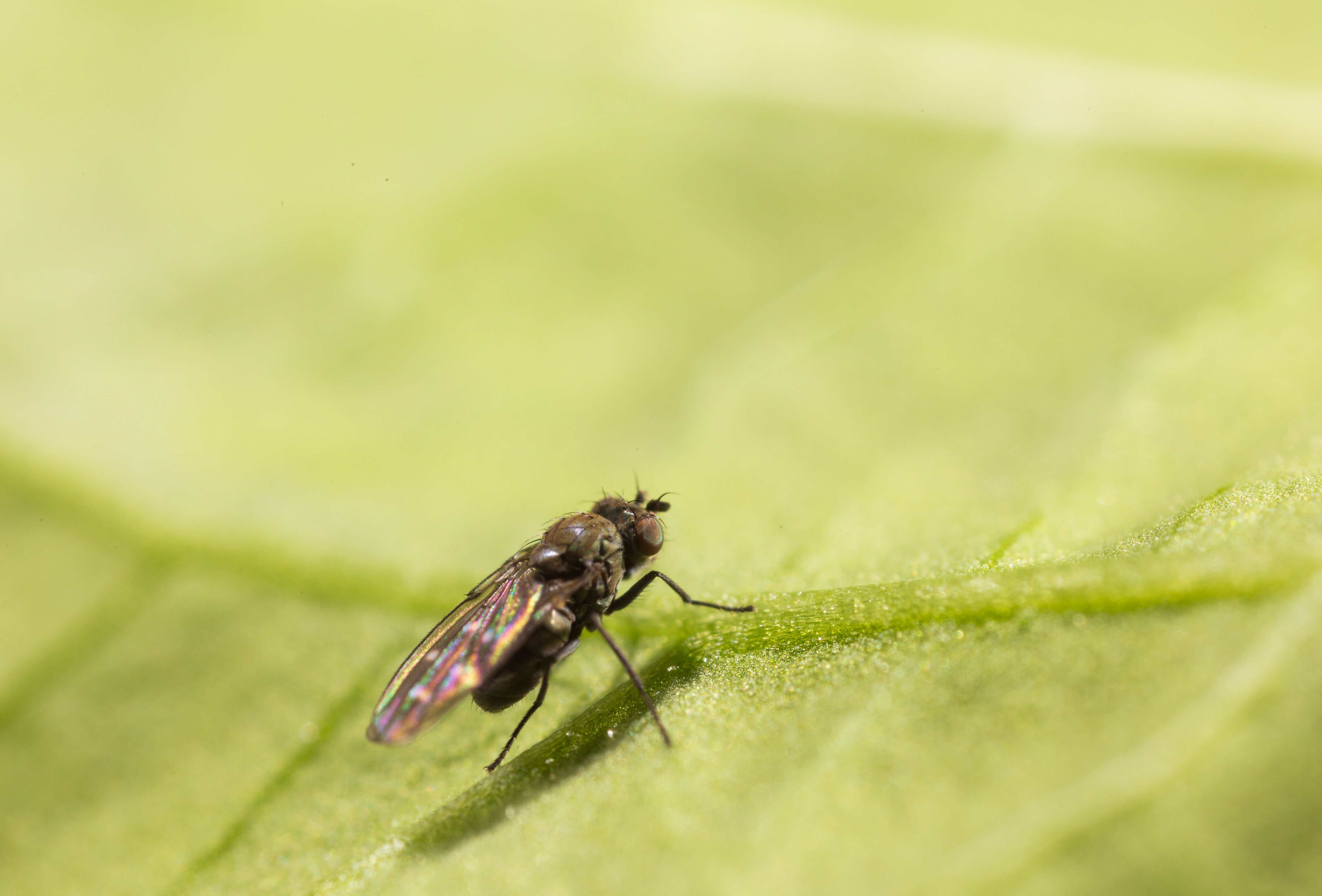 Shore fly - Biocontrol, Damage and Life Cycle