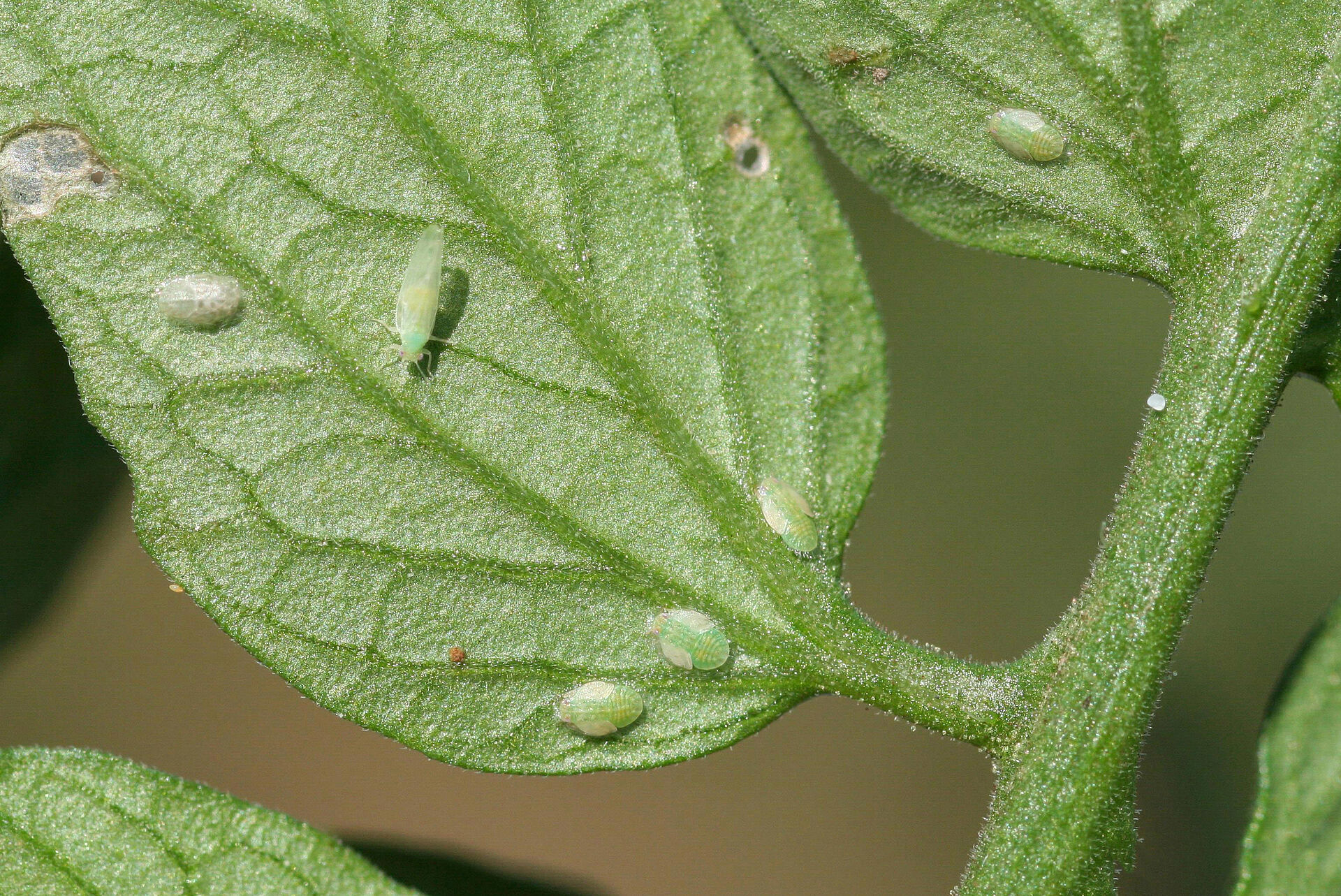 Potato/tomato psyllid - Biocontrol, Damage and Life Cycle