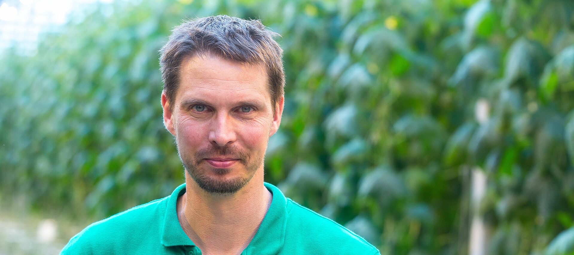 Trianum effectively controls Pythium in cucumber | Koppert Canada