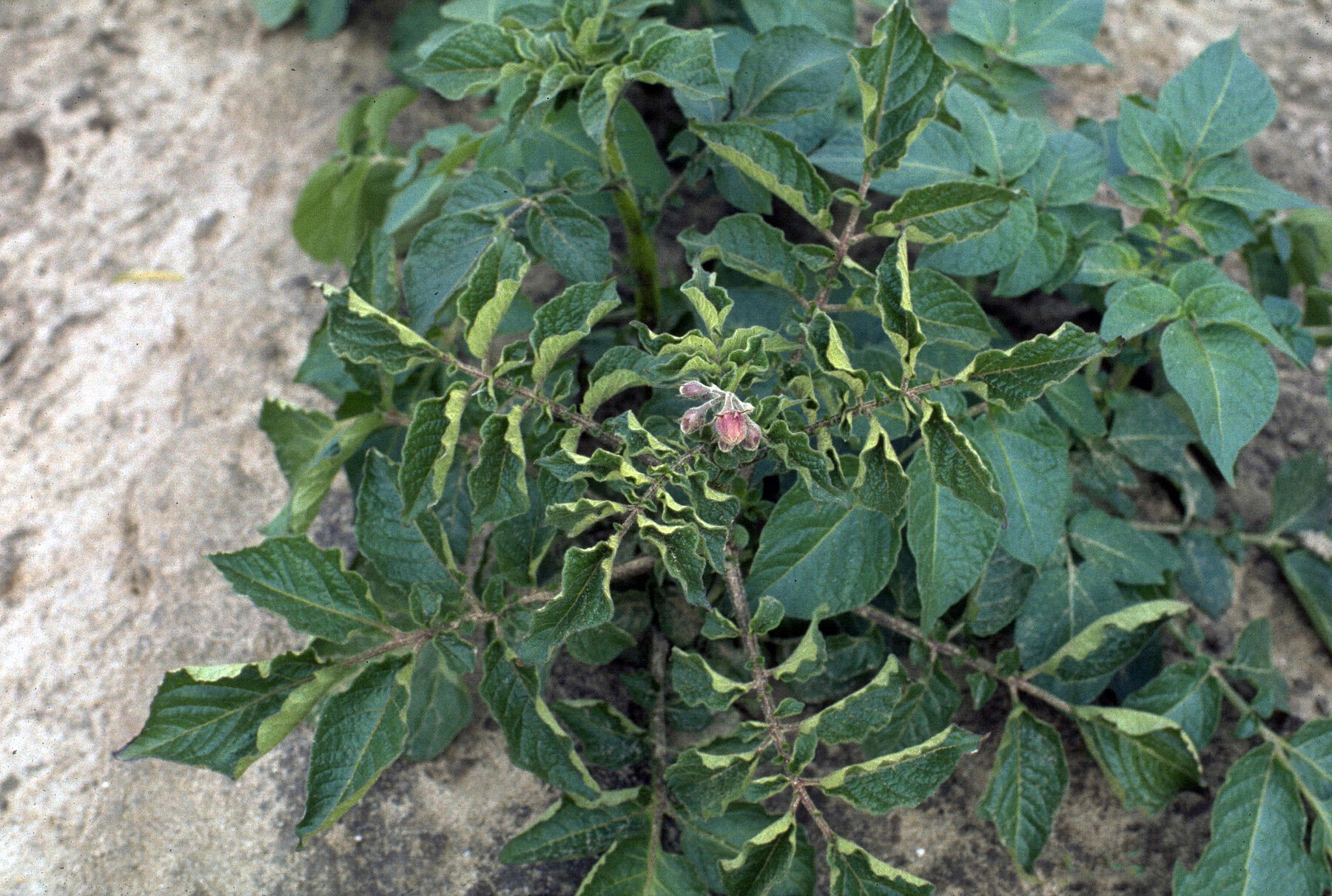 Potato/tomato psyllid - Biocontrol, Damage and Life Cycle