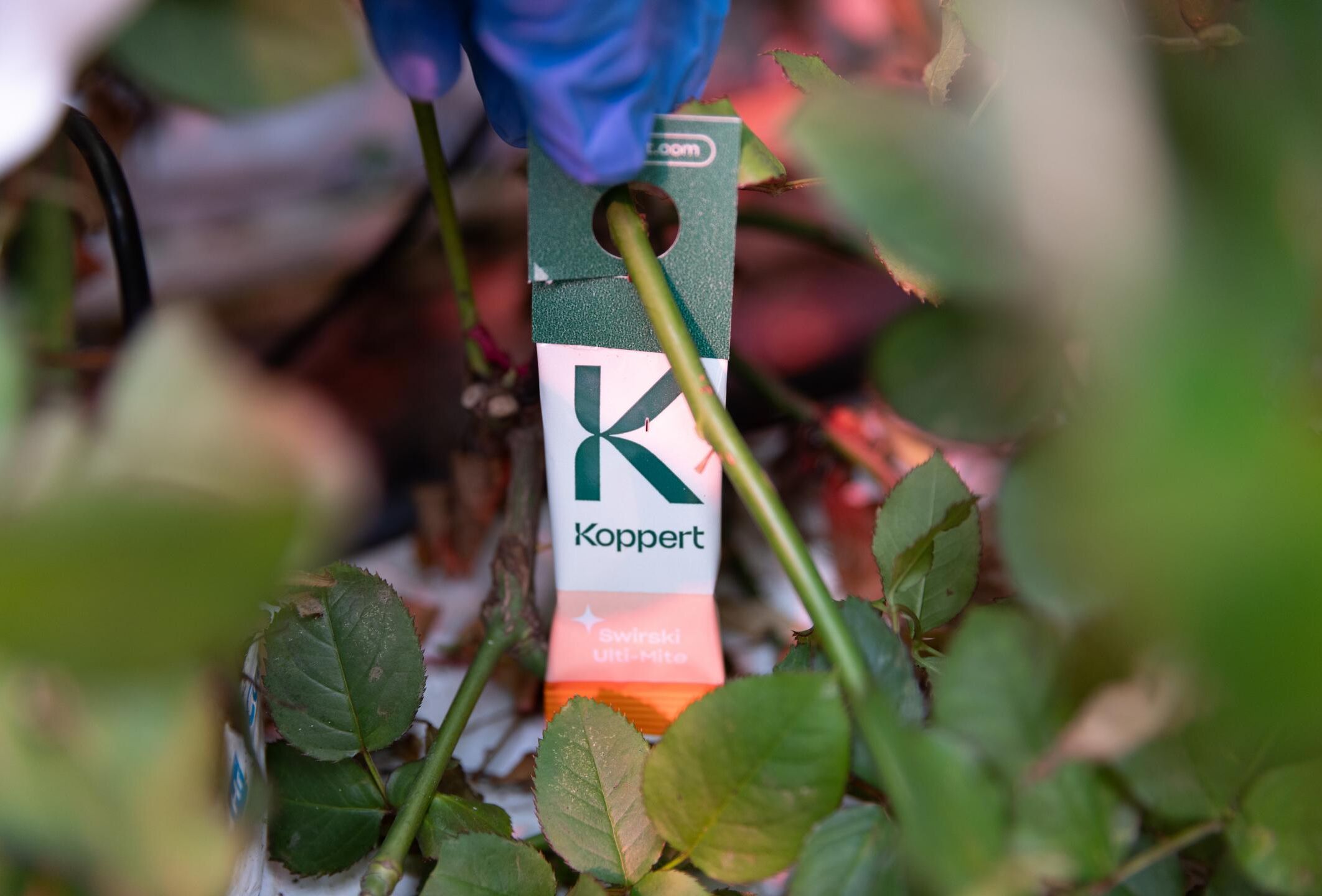 The Swirski-Mite Revolution: A Game-Changer in Pest Control | Koppert ...