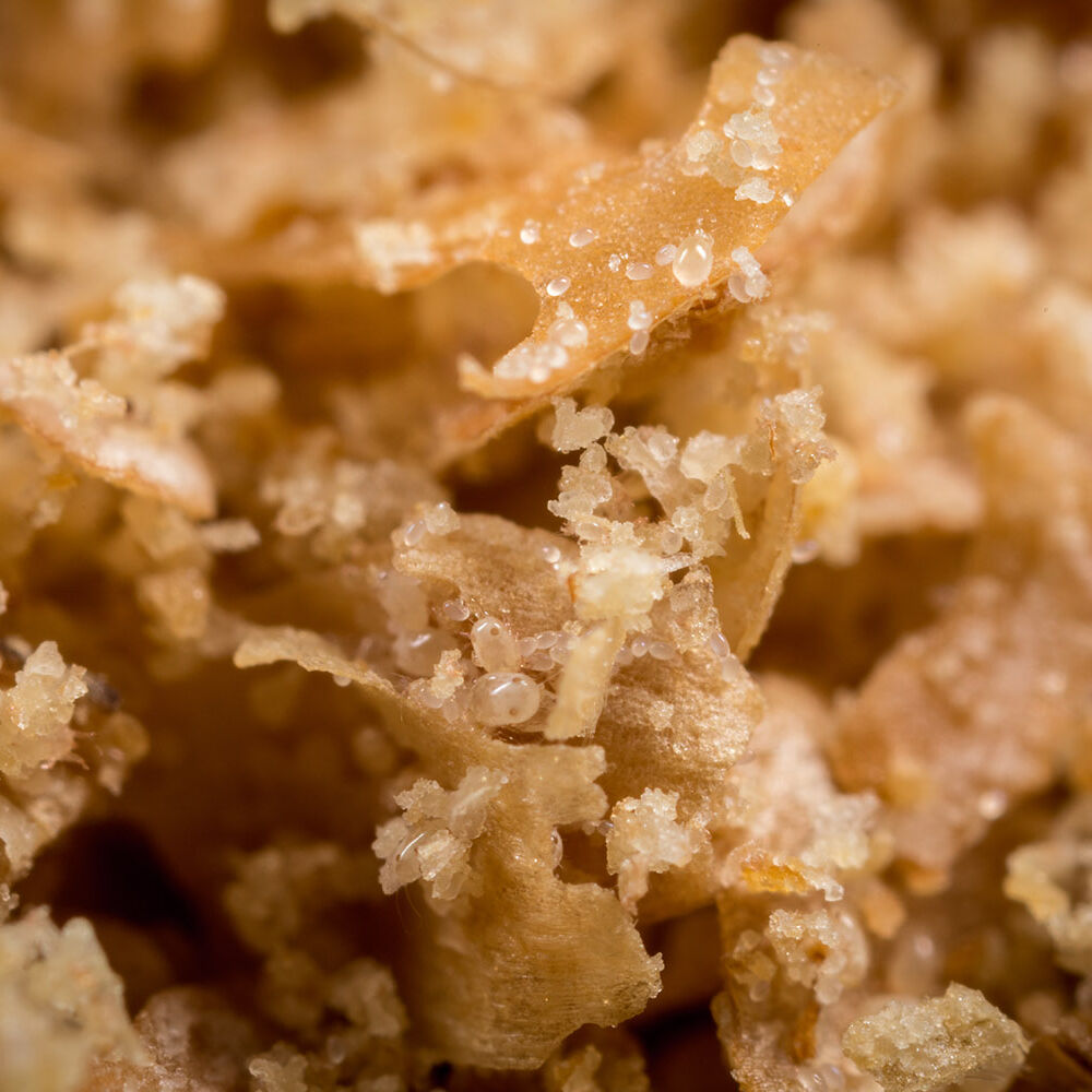 Nutemia | Alternative Food for Predatory Mites