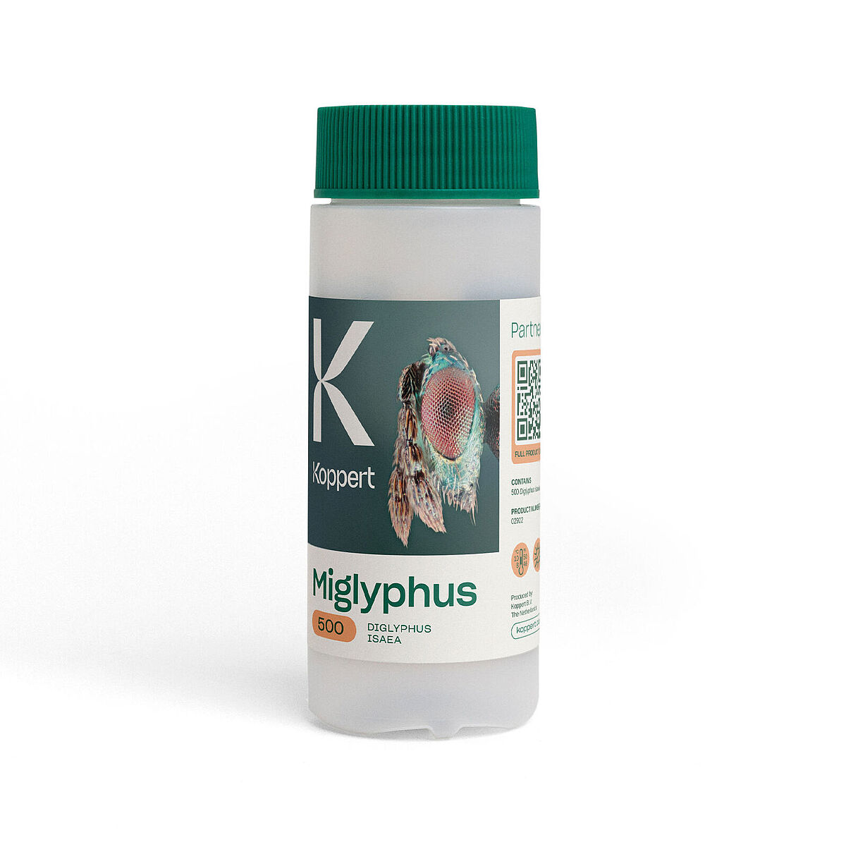 Miglyphus | Leaf Miner Control | Parasitic Wasps (Diglyphus isaea)