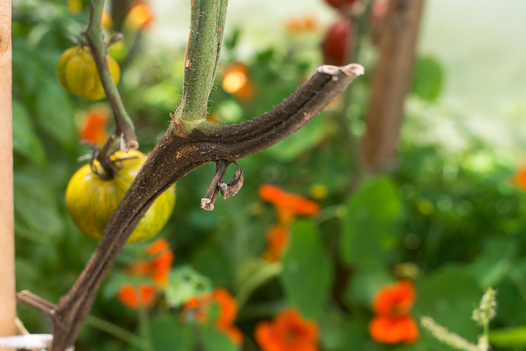 Phytophthora blight - Prevention, Control and Damage