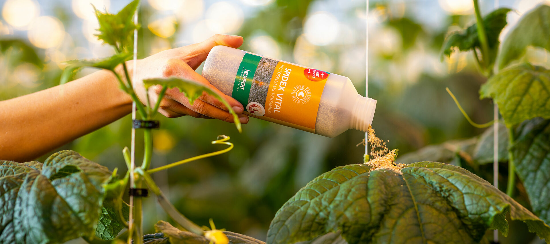 Spidex Vital: Your Vital partner in spider mite control | Koppert Canada