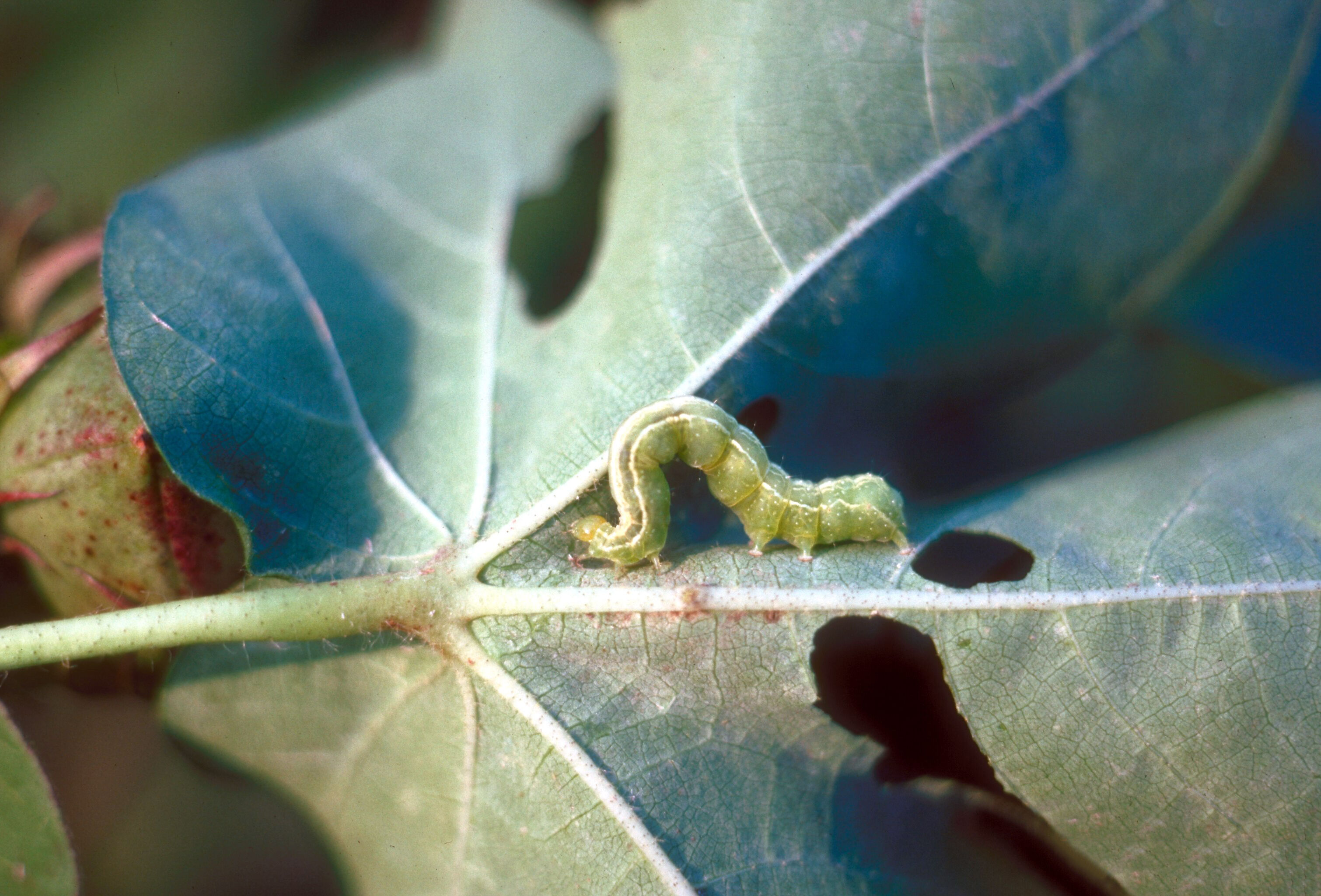 Cabbage looper - Biocontrol, Damage and Life Cycle