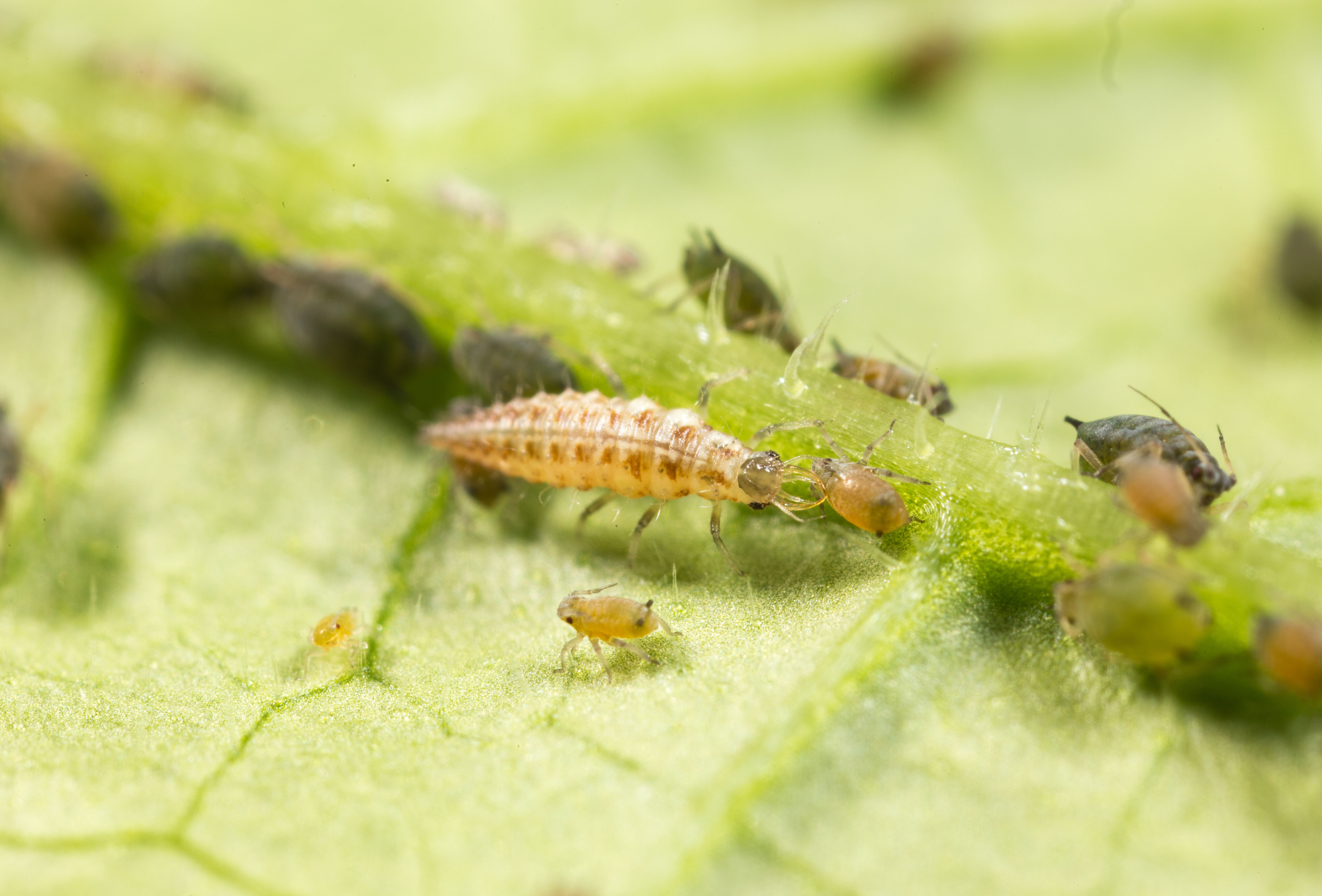Chrysopa | Koppert Products