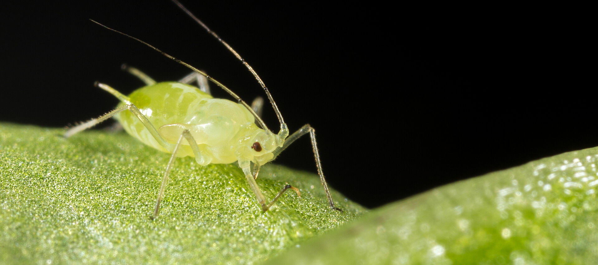 Aphids - Biocontrol, Damage and Life Cycle