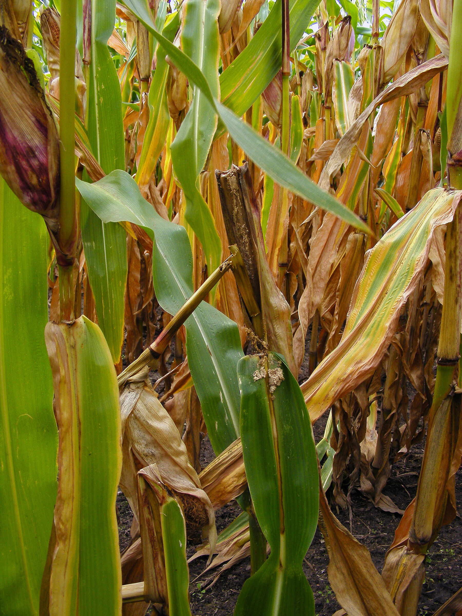 European corn borer - Biocontrol, Damage and Life Cycle