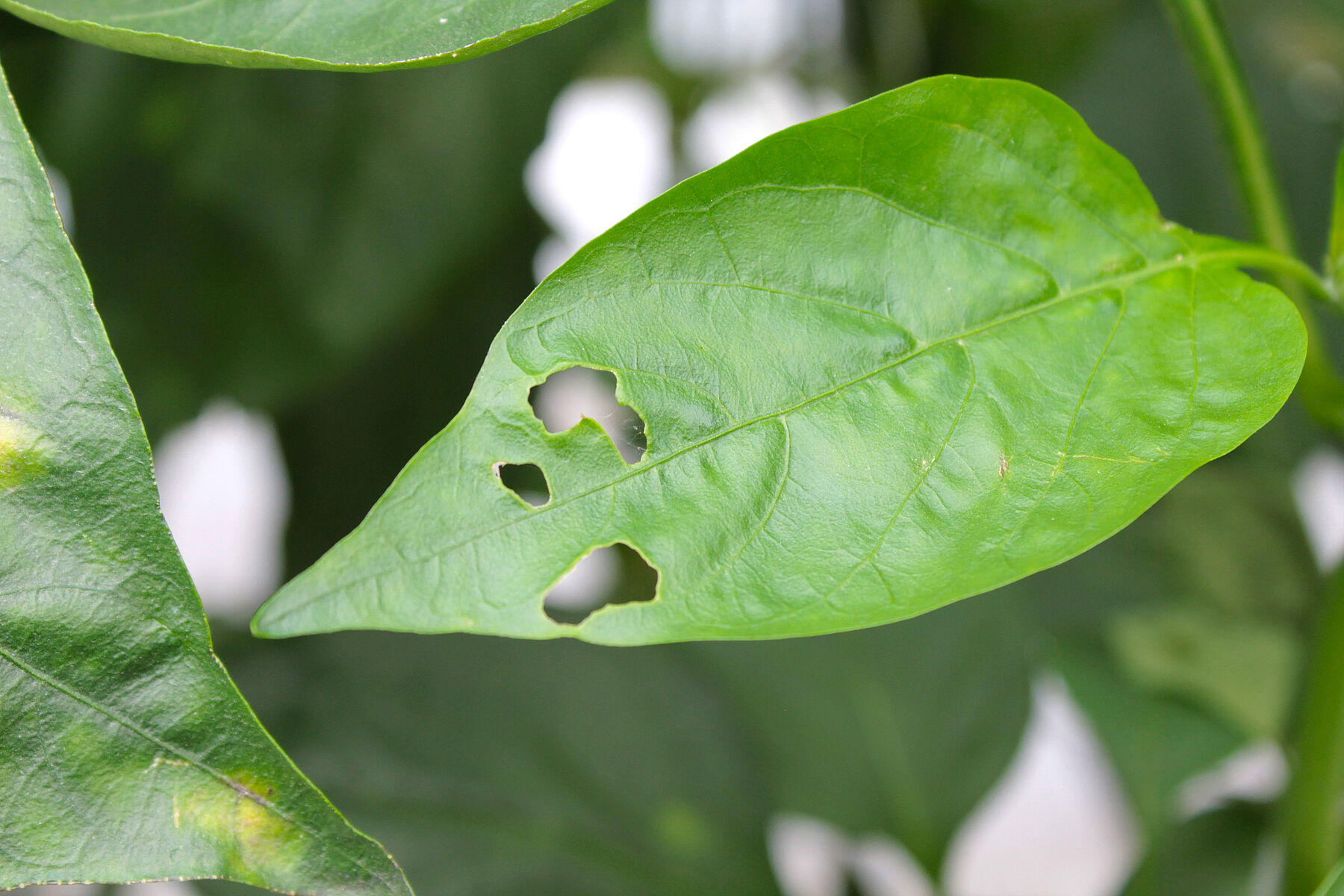 Beet armyworm - Biocontrol, Damage and Life Cycle