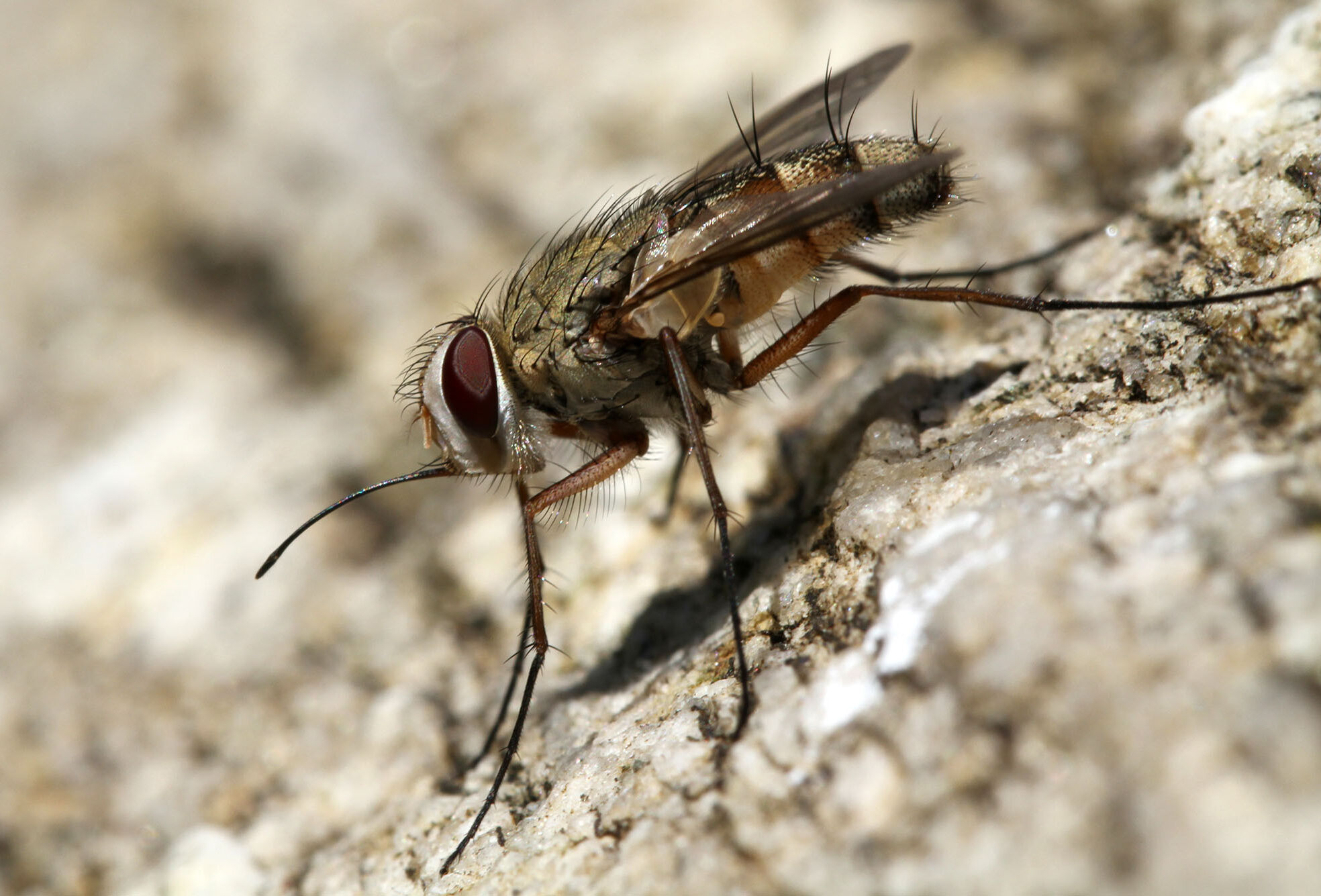 Stable fly - Biocontrol, Damage and Life Cycle