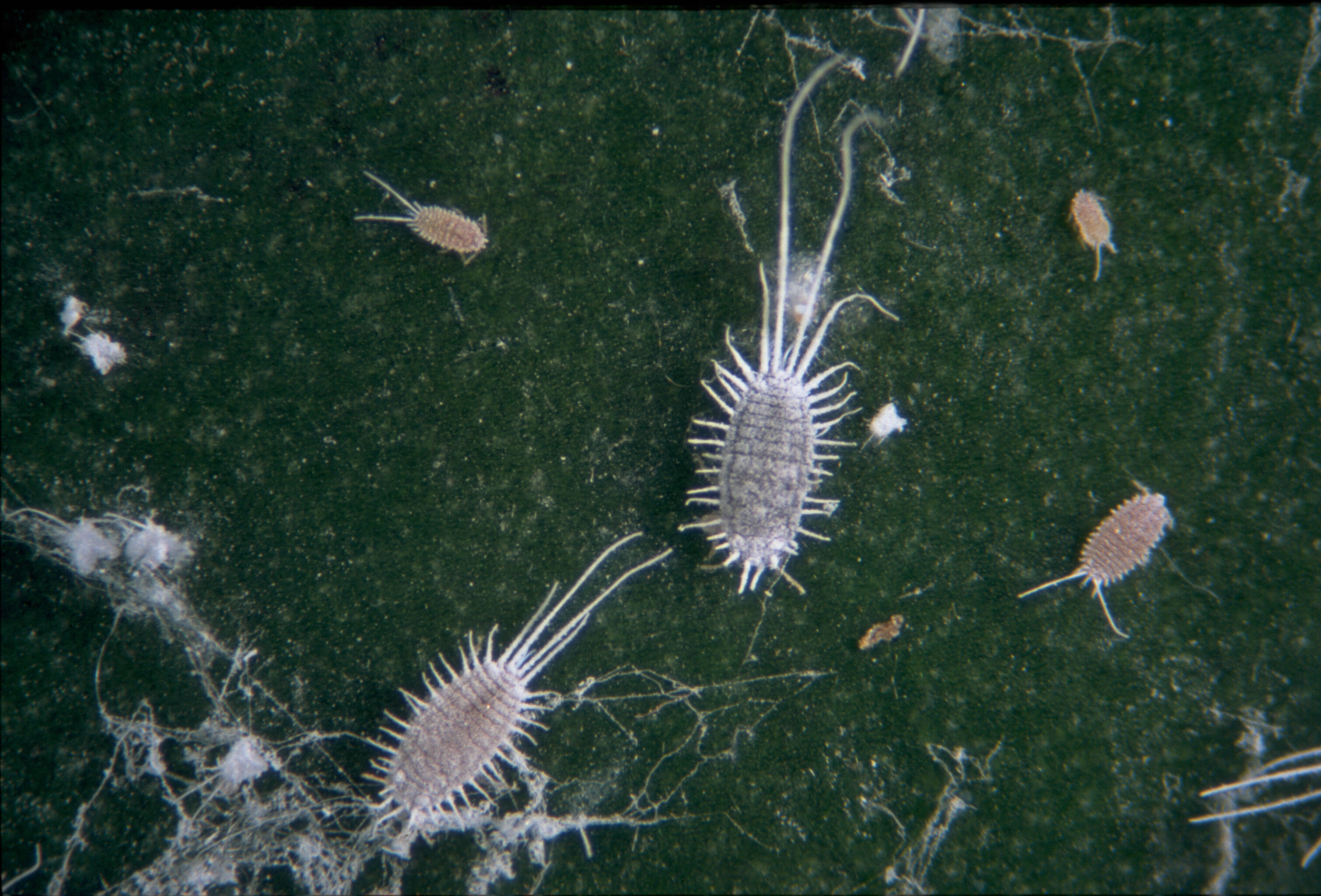 Cochenille farineuse des serres | Koppert Canada