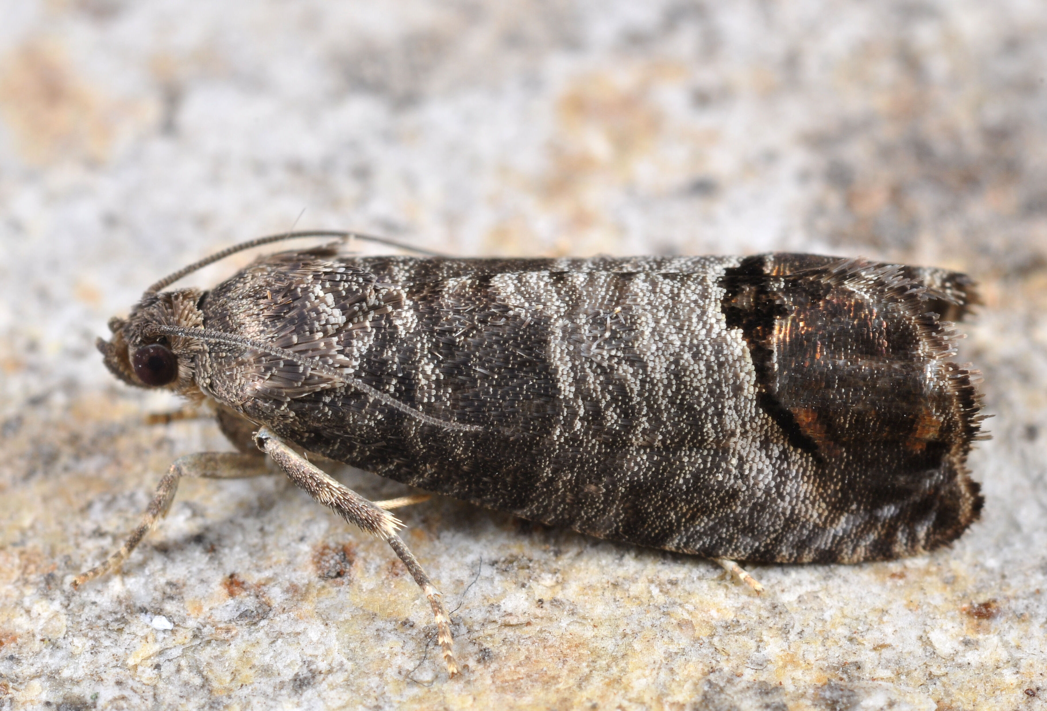 Codling moth - Biocontrol, Damage and Life Cycle