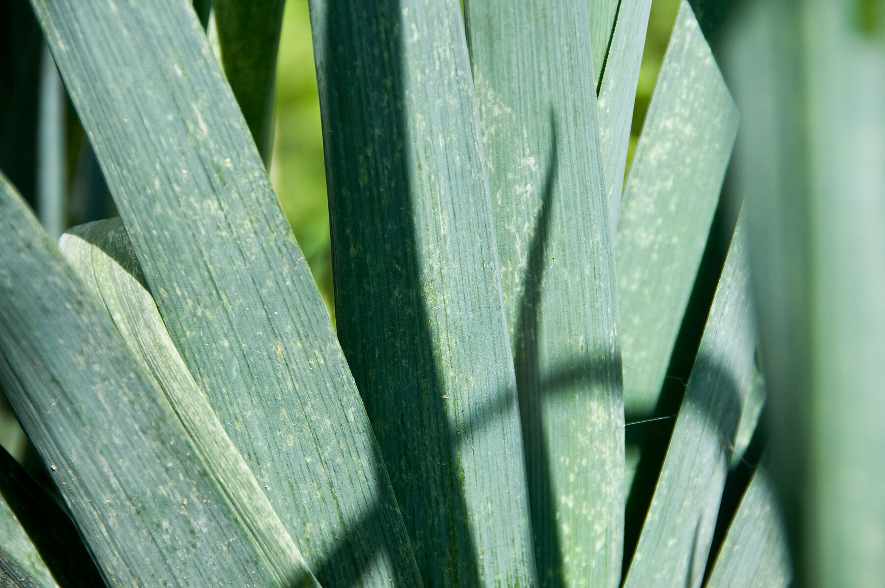 Onion thrips - Biocontrol, Damage and Life Cycle