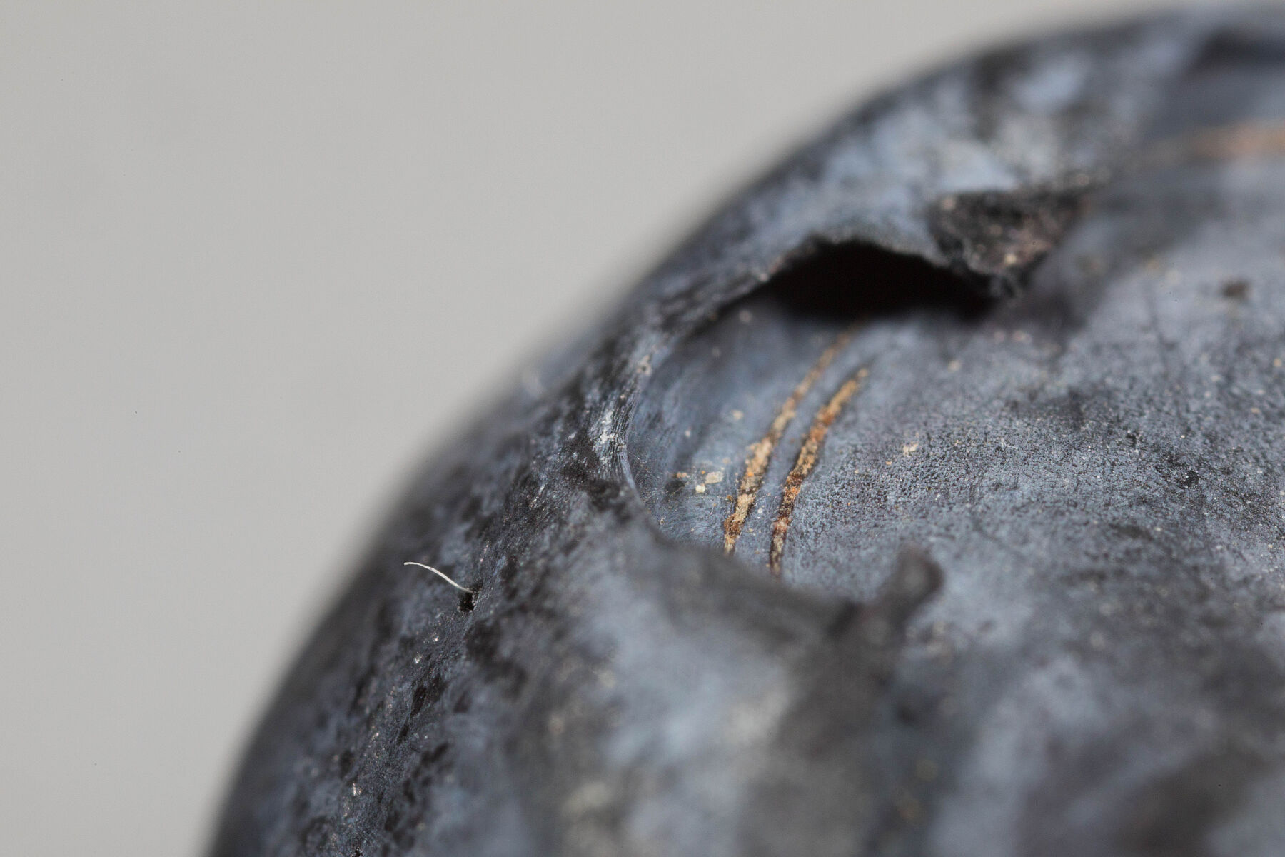 Spotted Wing Drosophila - Biocontrol, Damage and Life Cycle