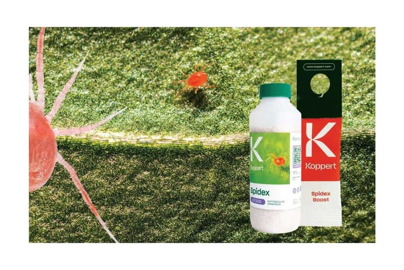 Choosing Between Spidex Red and Spidex Vital | Koppert Canada