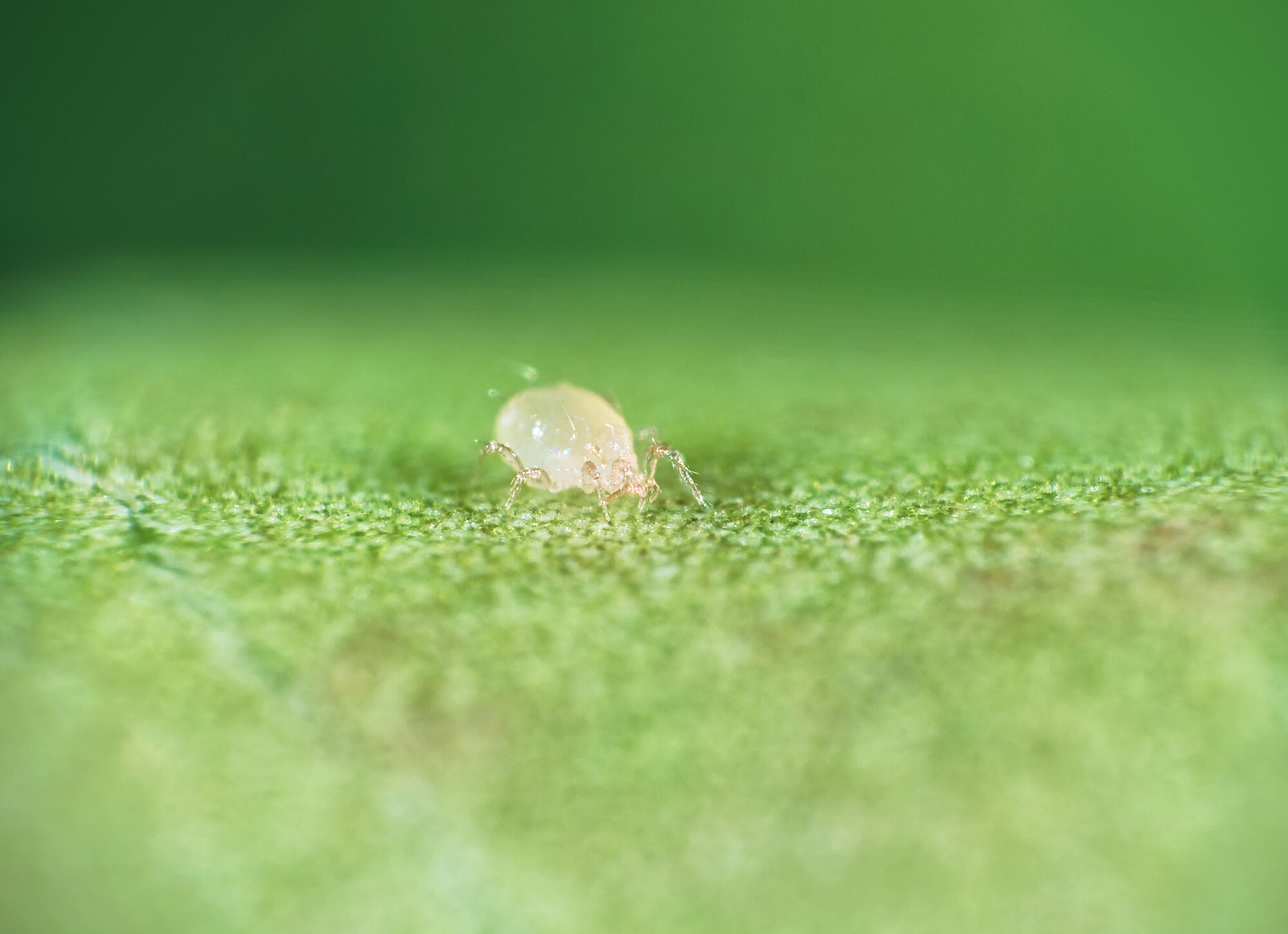 Anso-Mite | Thrips Control | Predatory Mites (Amblyseius andersoni)