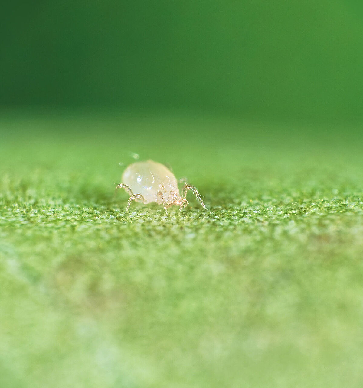 Anso-Mite | Thrips Control | Predatory Mites (Amblyseius andersoni)