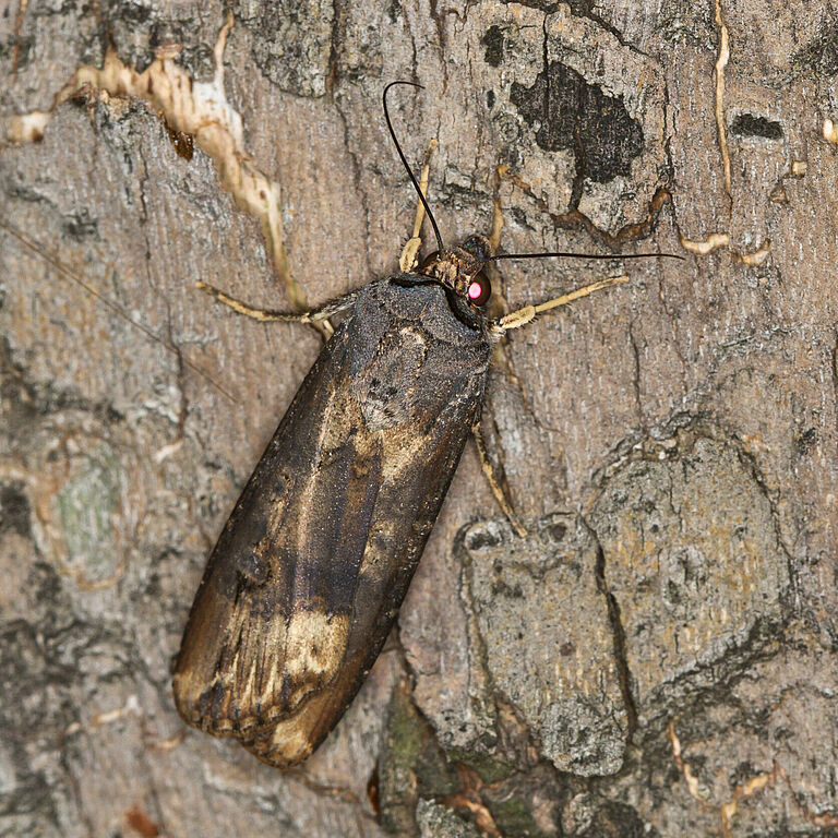 black cutworm moth