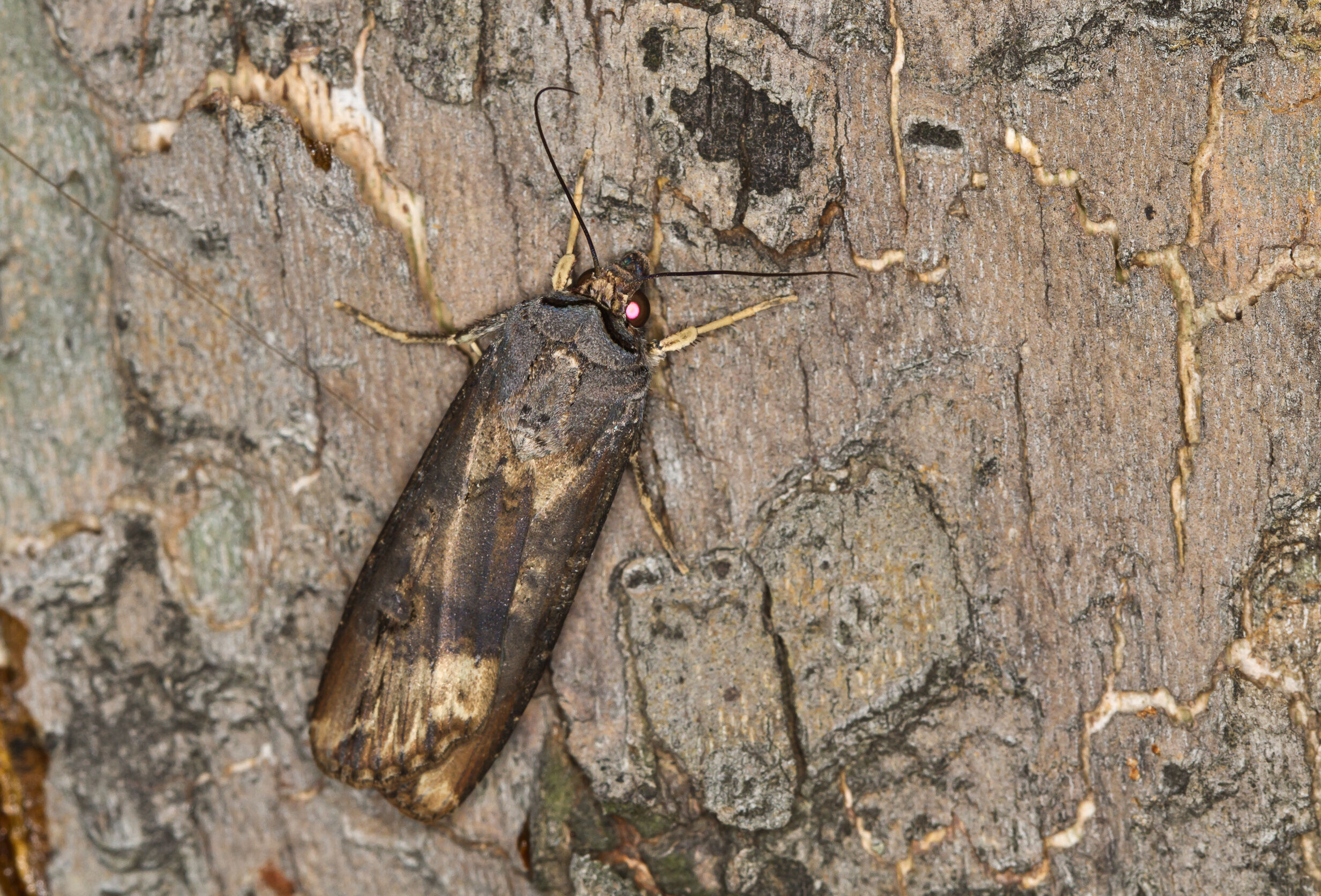 Cutworms - Biocontrol, Damage and Life Cycle