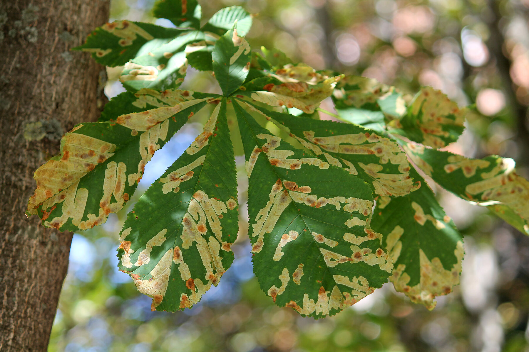 Leaf miners - Biocontrol, Damage and Life Cycle