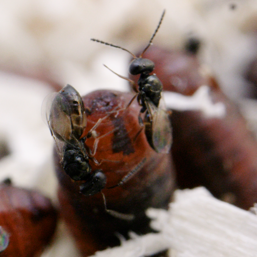 Biopar | Control Stable Flies | Parasitic Wasps (Muscidifurax raptorellus)