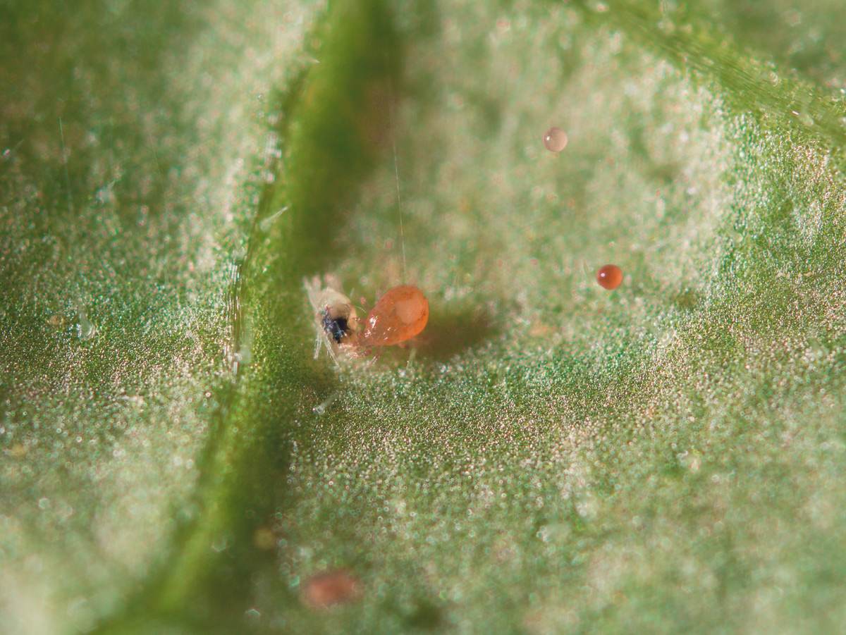 Spical Ulti-Mite | Spider Mite Control | Predatory Mites (Neoseiulus ...