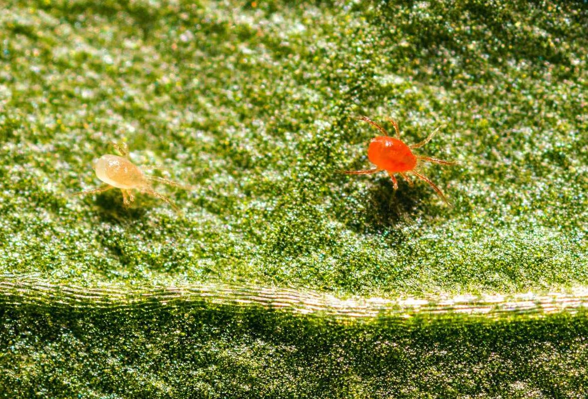 Choosing Between Spidex Red and Spidex Vital | Koppert Canada