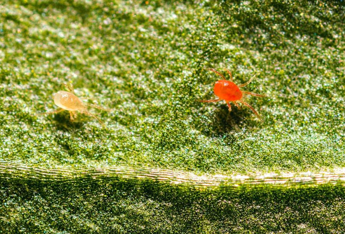 CHOISIR ENTRE SPIDEX RED ET SPIDEX VITAL | Koppert Canada