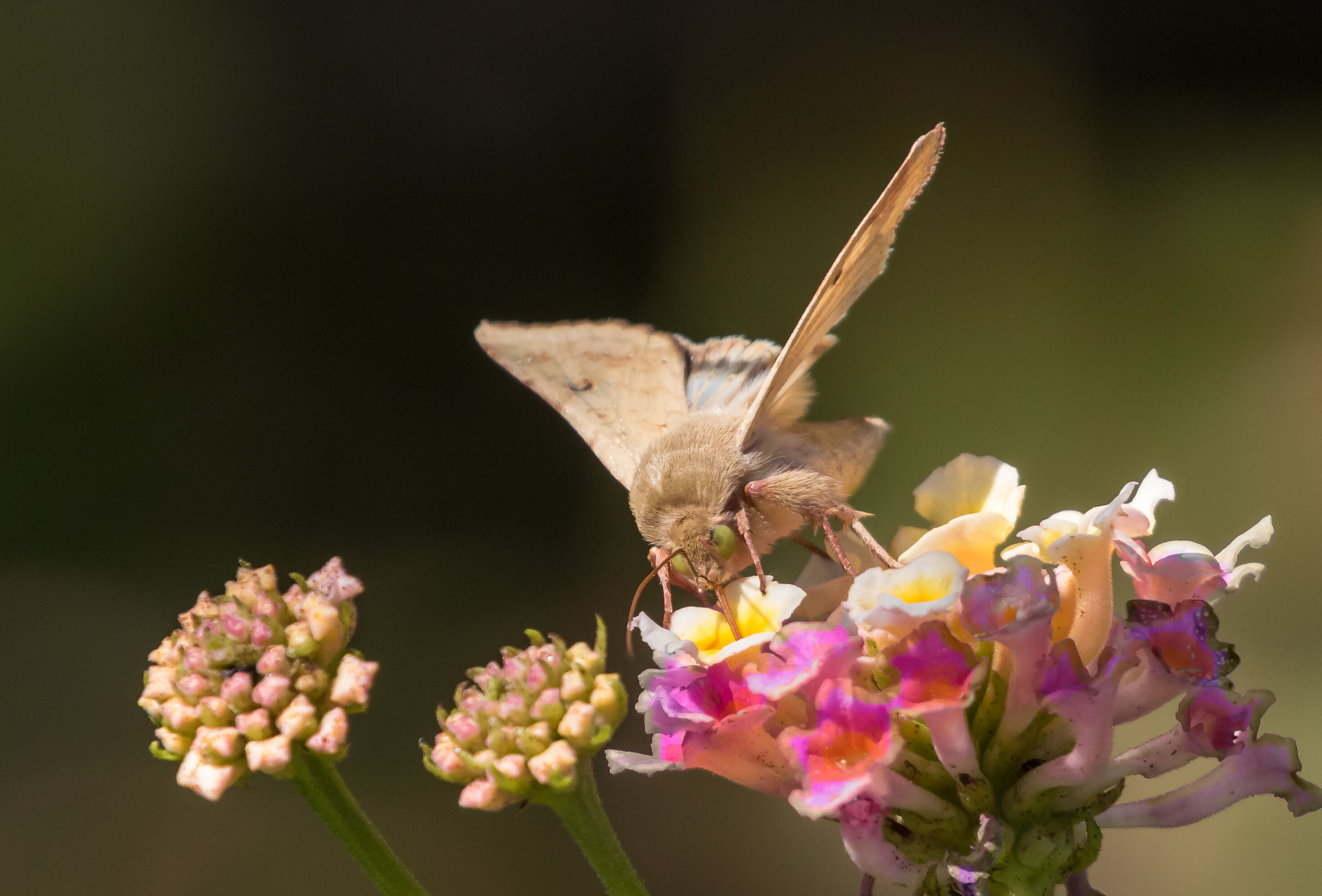 Corn earworm - Biocontrol, Damage and Life Cycle