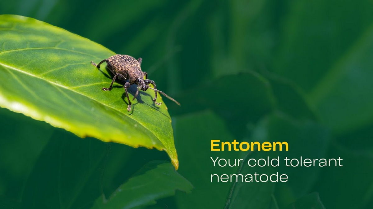 Entonem | Pest Control | Nematodes (Steinernema feltiae)