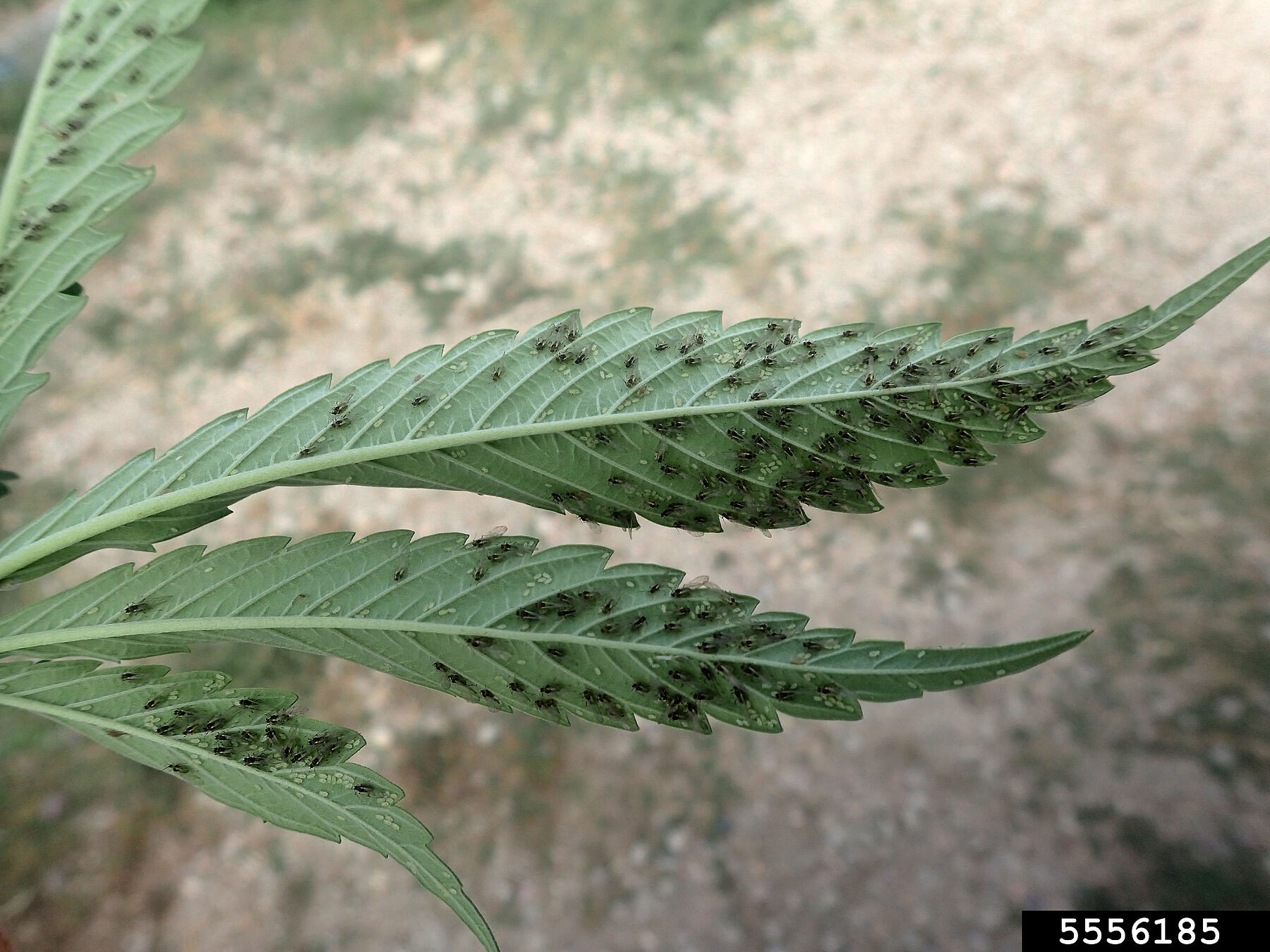 Cannabis aphid - Biocontrol, Damage and Life Cycle