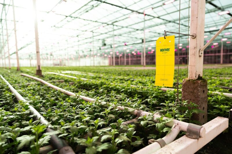 Horiver Sticky Cards: A Powerful Tool for Pest Management and ...