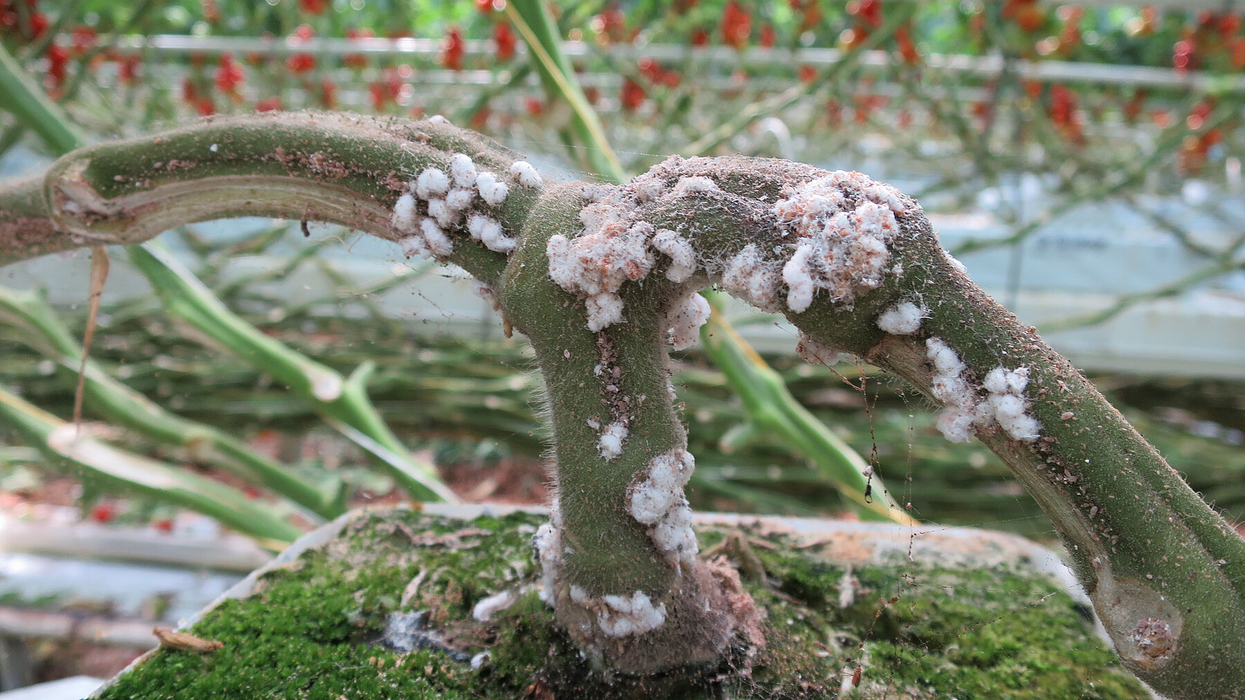 Mealybugs and scales - Biocontrol, Damage and Life Cycle