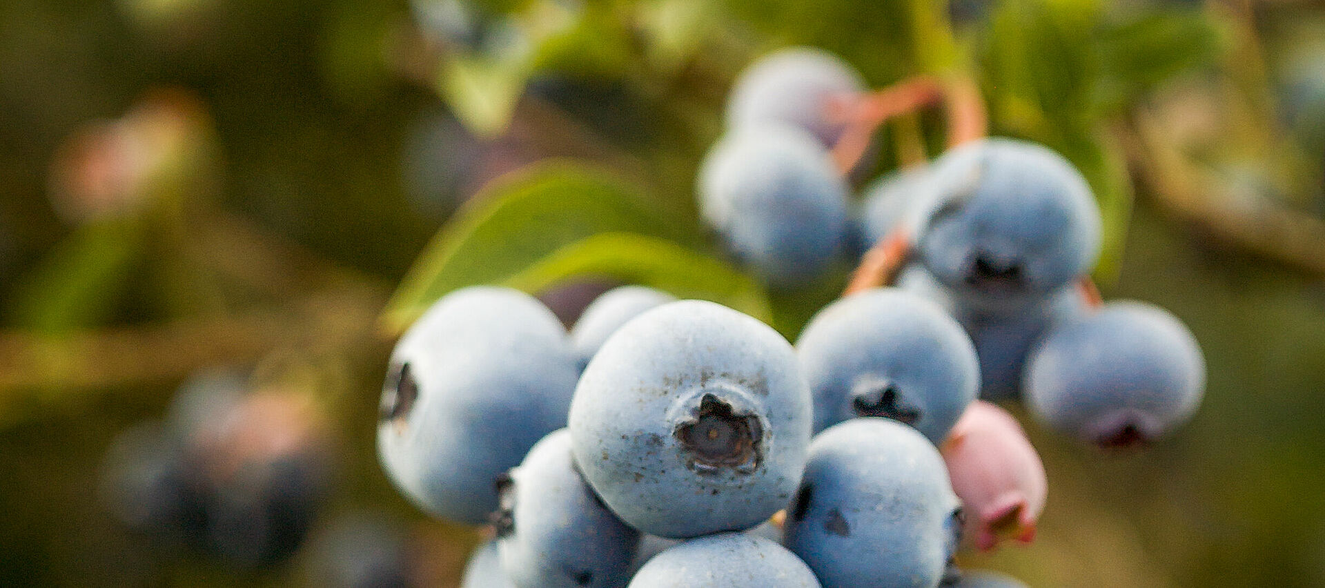 Blueberry - Pests, Diseases, Biological control and Pollination