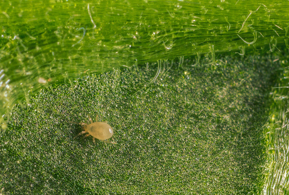 Amblyseius swirskii - Acarien prédateur pour le contrôle des Ravageurs