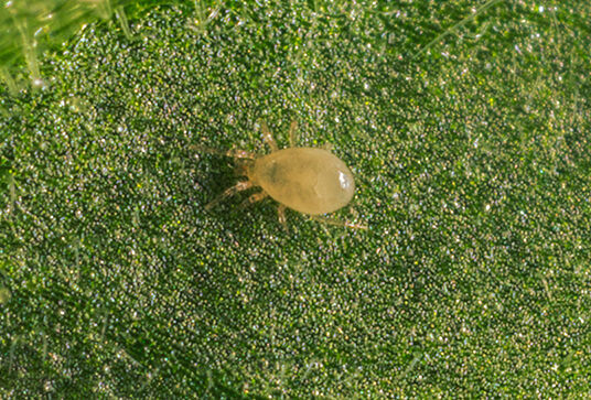 Swirski-Mite | Control Thrips and Whitefly | Predatory Mites ...