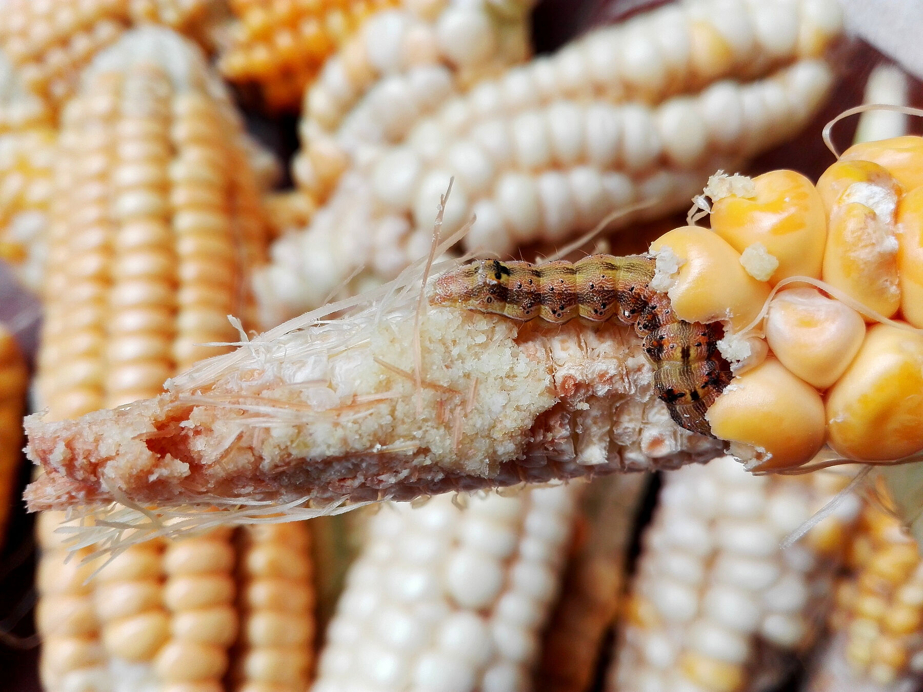 European corn borer - Biocontrol, Damage and Life Cycle