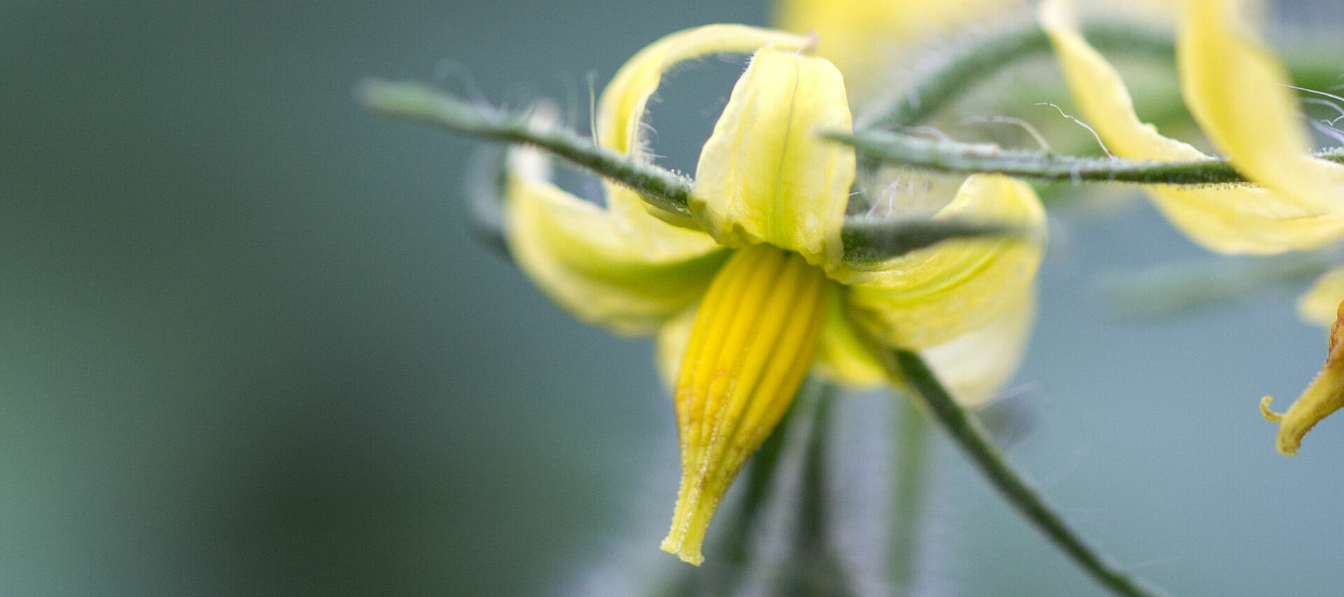 Maximiser la pollinisation des tomates - Meilleures pratiques pour les ...