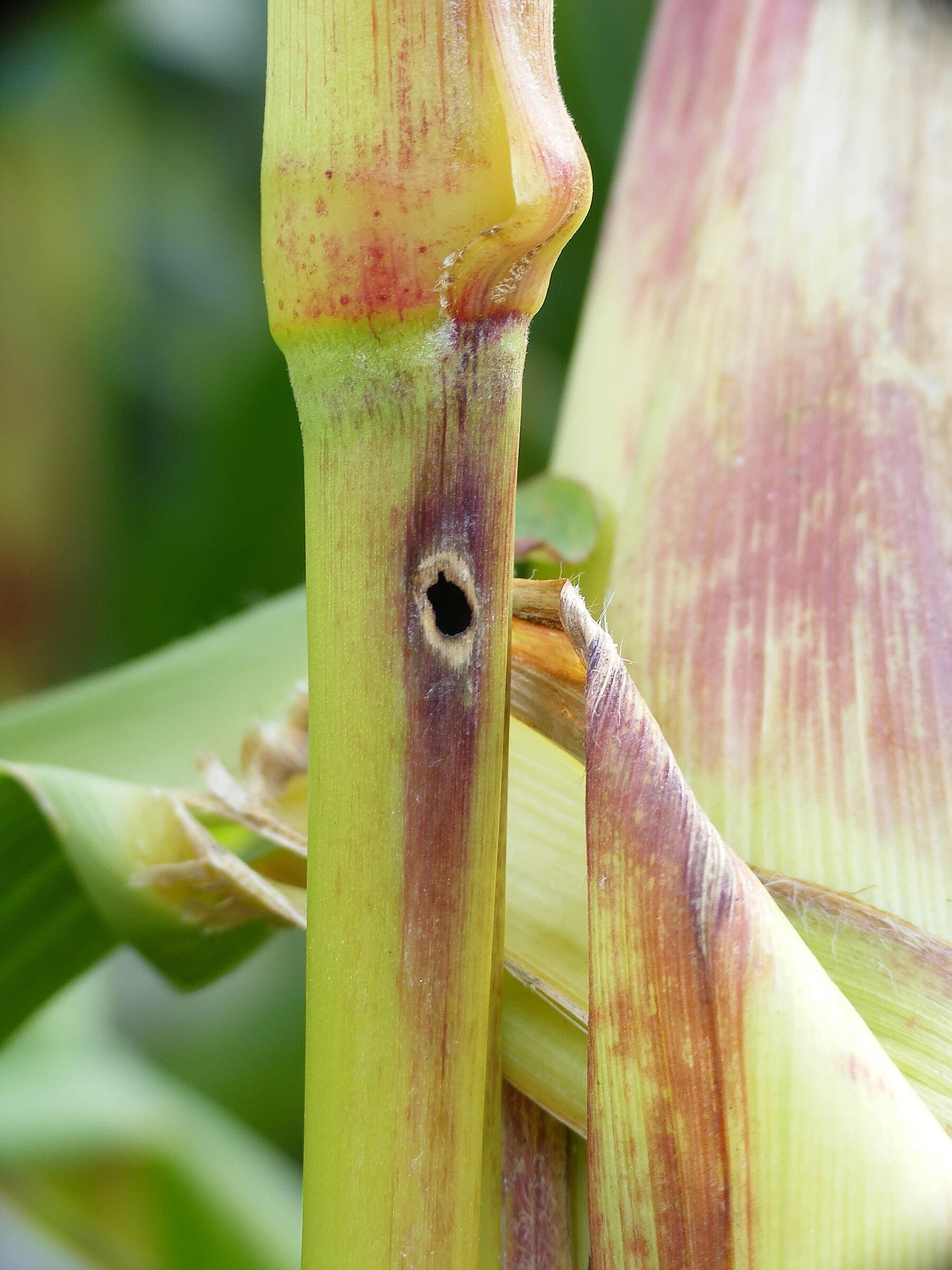 European corn borer - Biocontrol, Damage and Life Cycle