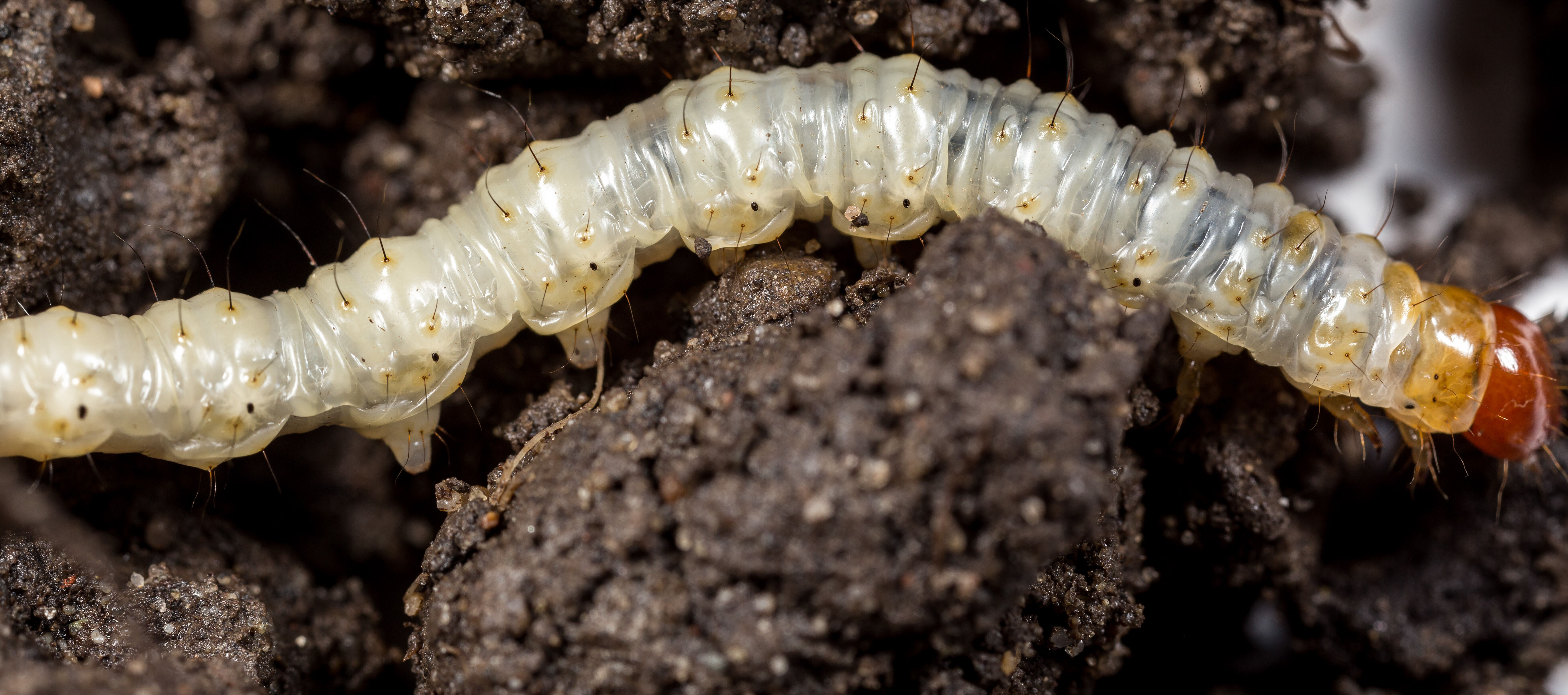 Heterorhabditis bacteriophora – Nematodes for Beetle and Caterpillar ...