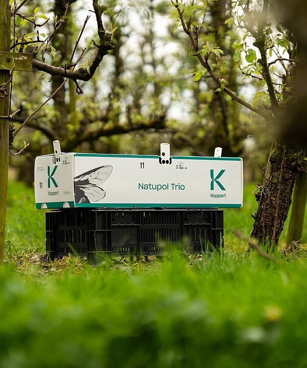 Outdoor Crops Pollination Advice - Bumblebee Best Practices