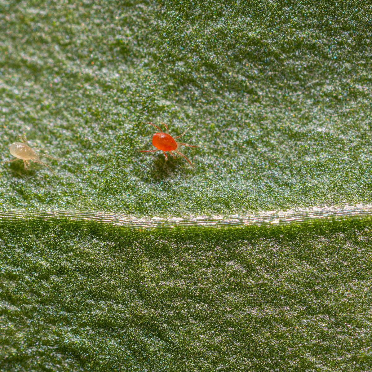 Spidex Vital | Spider Mite Control | Predatory Mites (Phytoseiulus ...