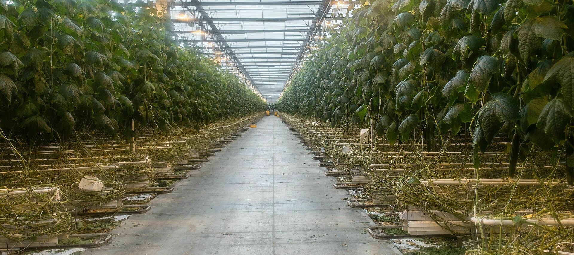 Trianum effectively controls Pythium in cucumber | Koppert Canada